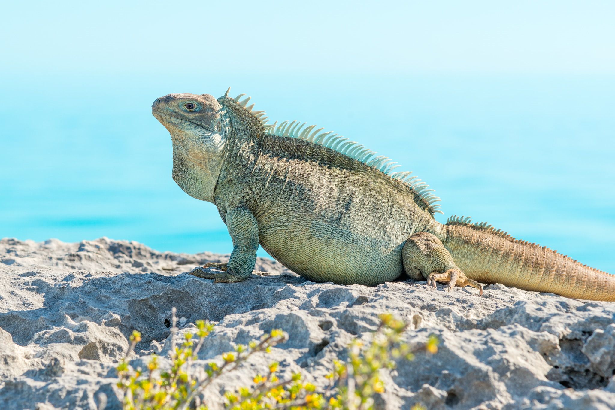 Visit Turks And Caicos For An Eco-Friendly (And Unforgettable) Vacation