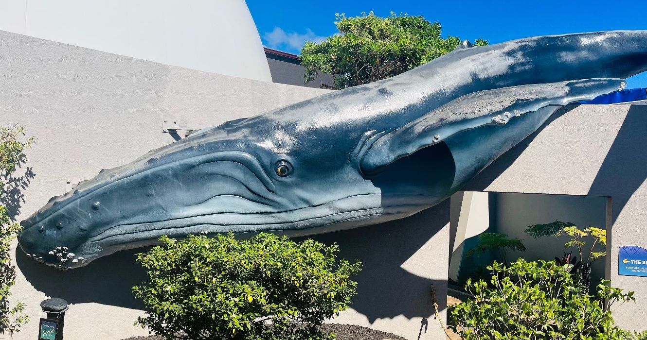 Discover Some Of The World's Best Marine Life At Maui Ocean Center