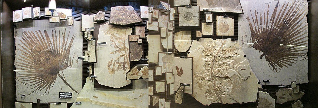 10 States With The Most Dinosaur Discoveries