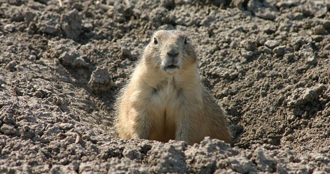 Mount Rushmore & Other South Dakota Tourist Traps, Plus Alternatives