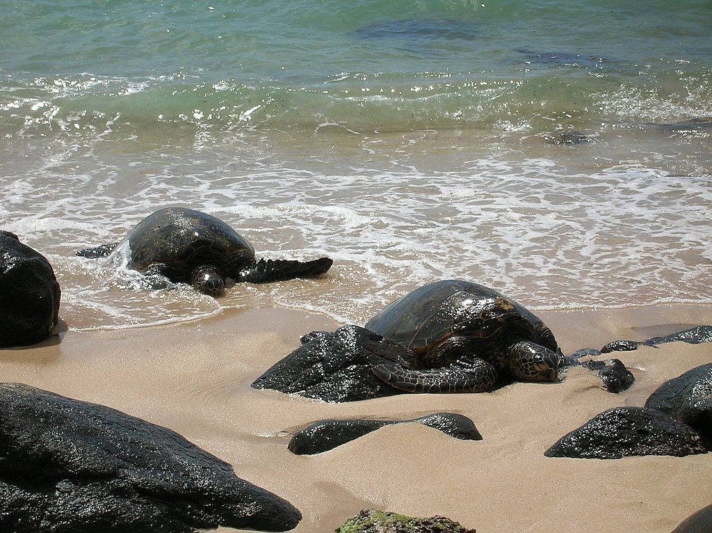 Dolphins, Manatees & More: 7 Florida Beaches For Wildlife Encounters