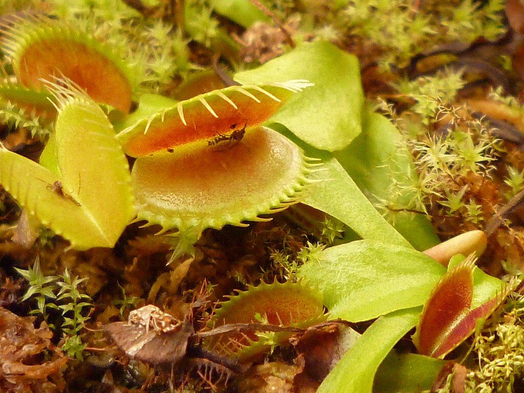 7 Scenic North Carolina Hikes Where You Can See Wild Venus Fly Traps