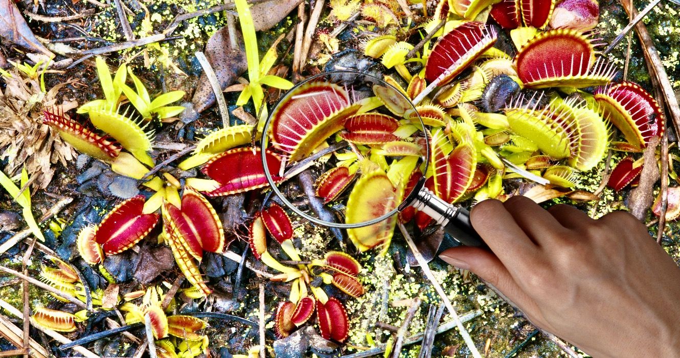 7 Scenic North Carolina Hikes Where You Can See Wild Venus Fly Traps