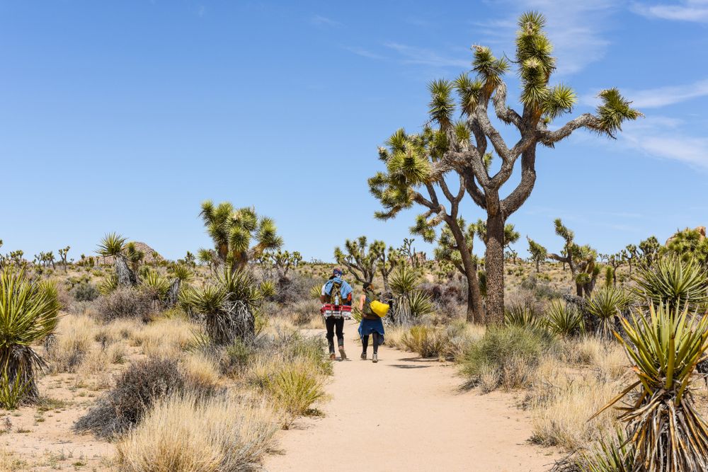 Maybe Don’t Ignore Safety Warnings: How I Survived A Joshua Tree ...