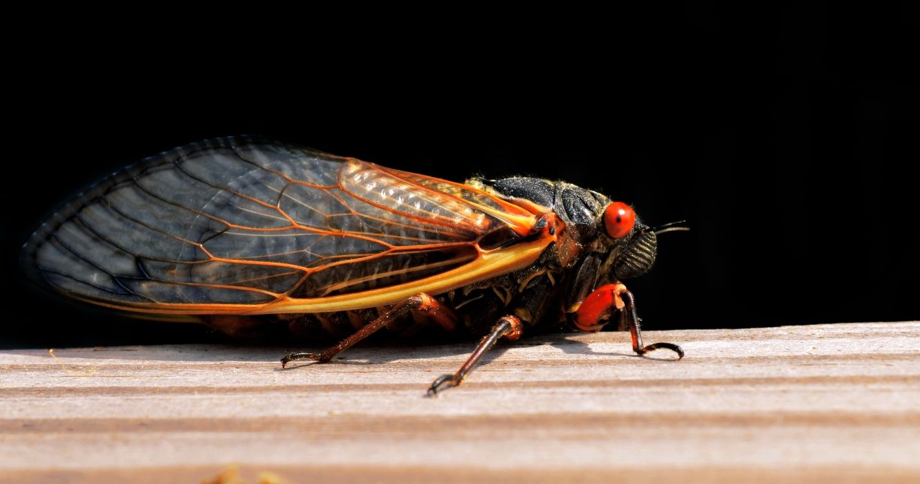 Where Infected "Zombie Cicadas" In The US Will Emerge In 2024