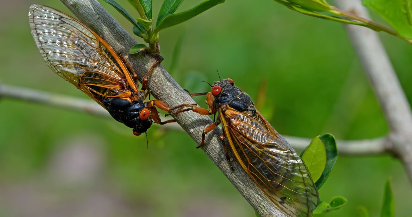 Where Infected "Zombie Cicadas" In The US Will Emerge In 2024