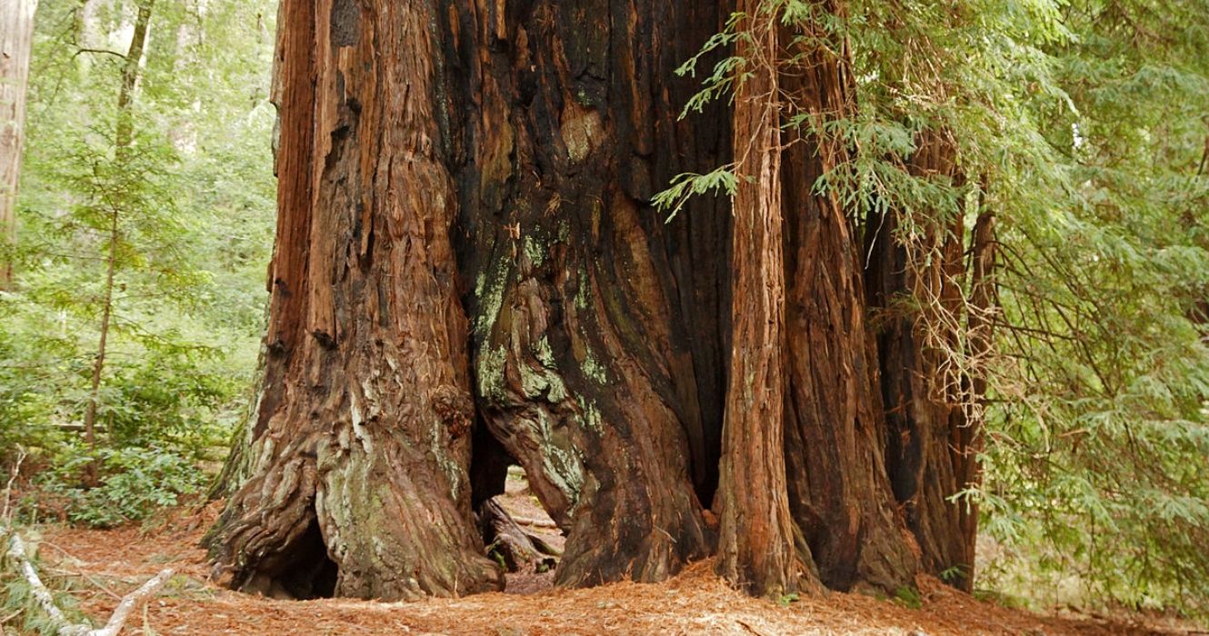 Kern County Redwoods Tree Still Smoldering From 2020 Sequoia National