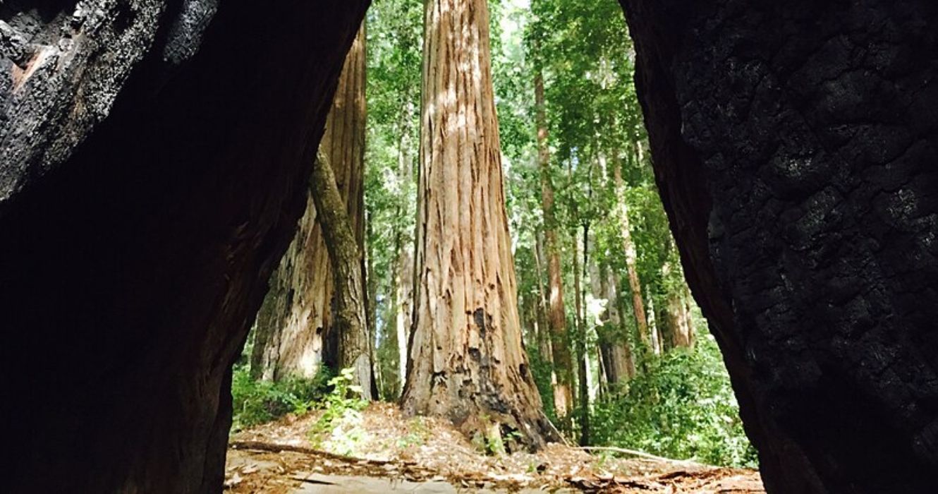 Big Basin Redwoods State Park Map Redwood Loop Trail At Big Basin