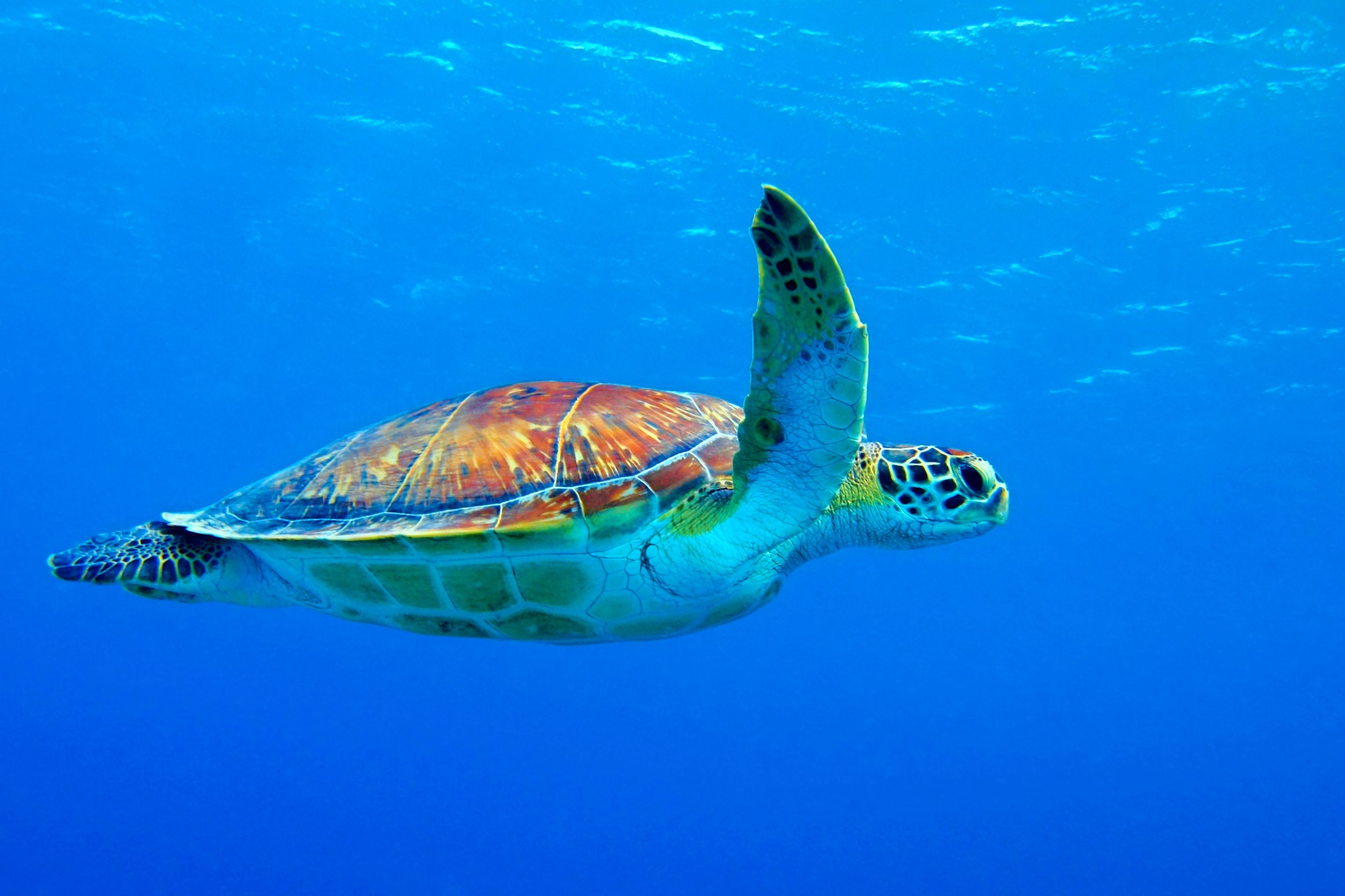 Head To This Underrated Caribbean Island For Incredible Scuba Diving