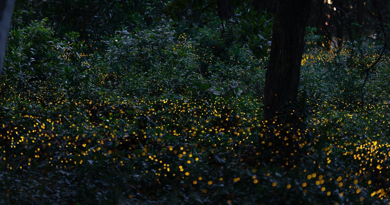 Here's Where To See Fireflies In The Southeast