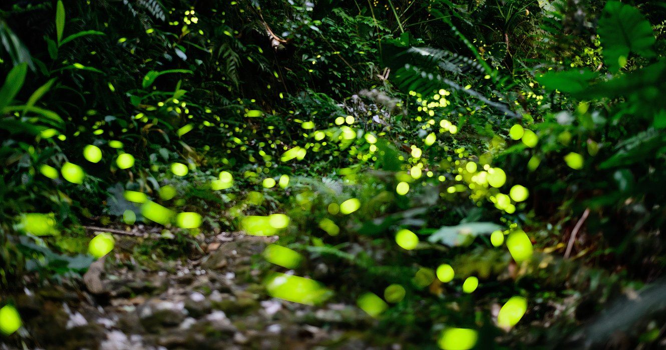 Here's Where To See Fireflies In The Southeast