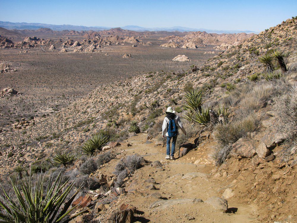 Maybe Don’t Ignore Safety Warnings: How I Survived A Joshua Tree National Park Bee Attack