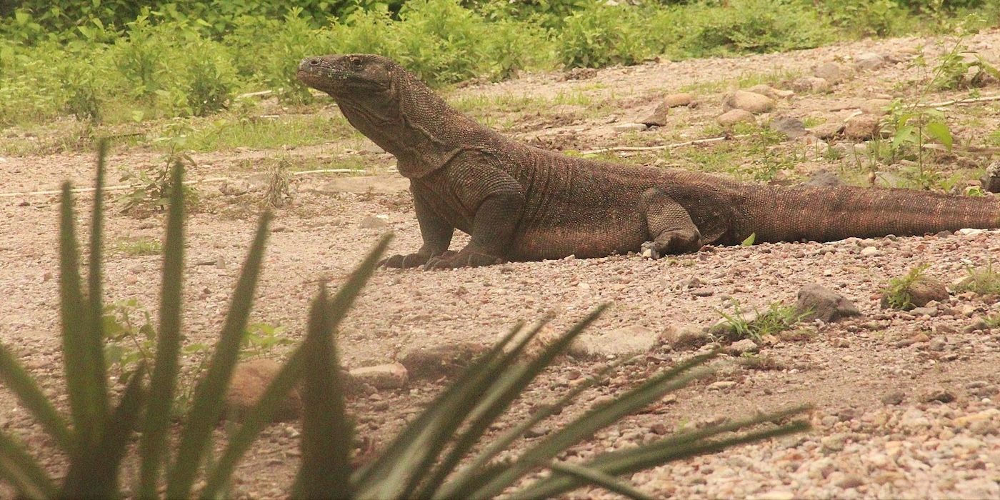 What It Was Like To Visit The Komodo Dragons On Komodo Island