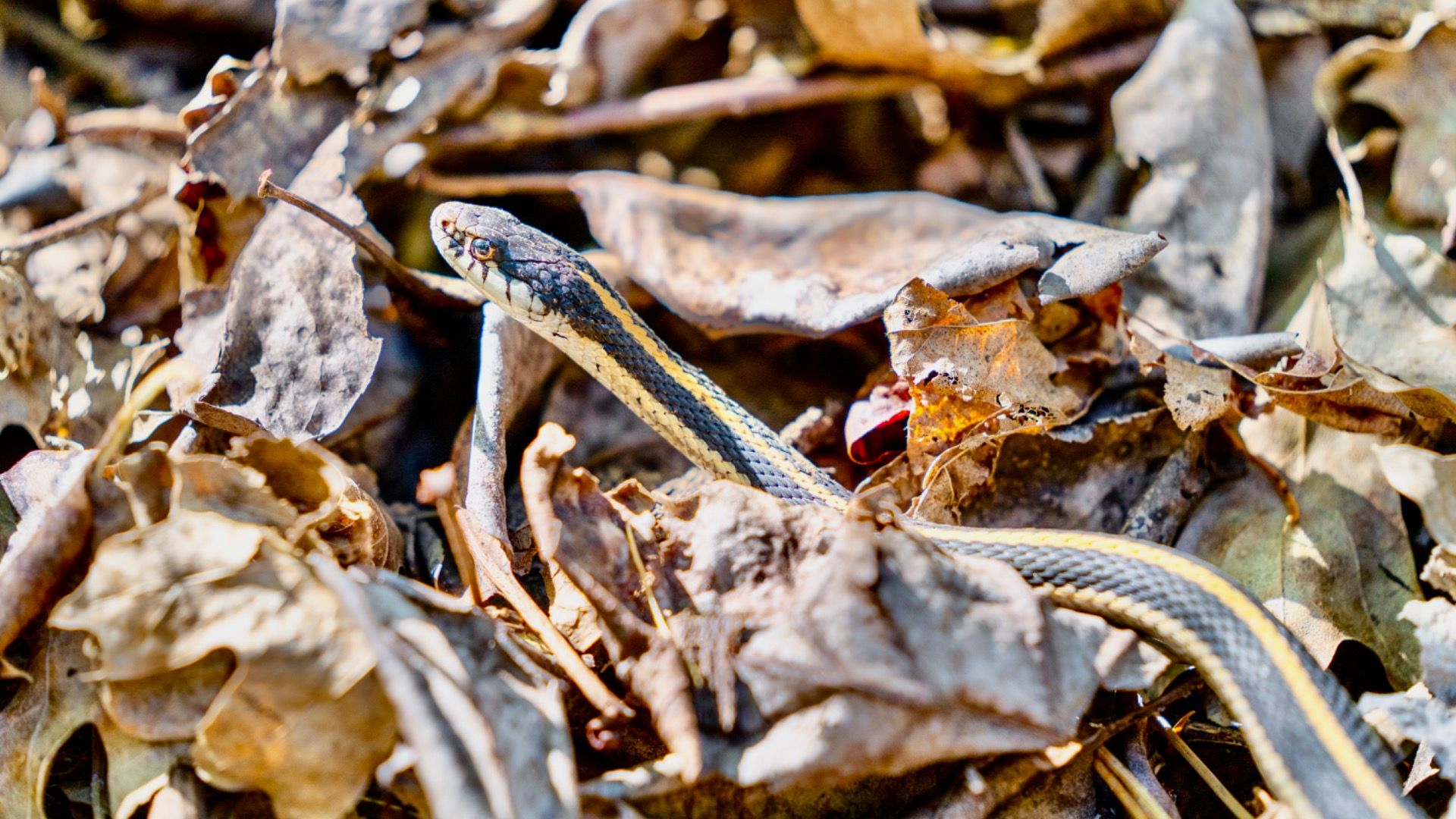 Think Twice About Visiting This Snake-Infested California Lake