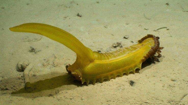 8 Strangest Things Found In The Mariana Trench