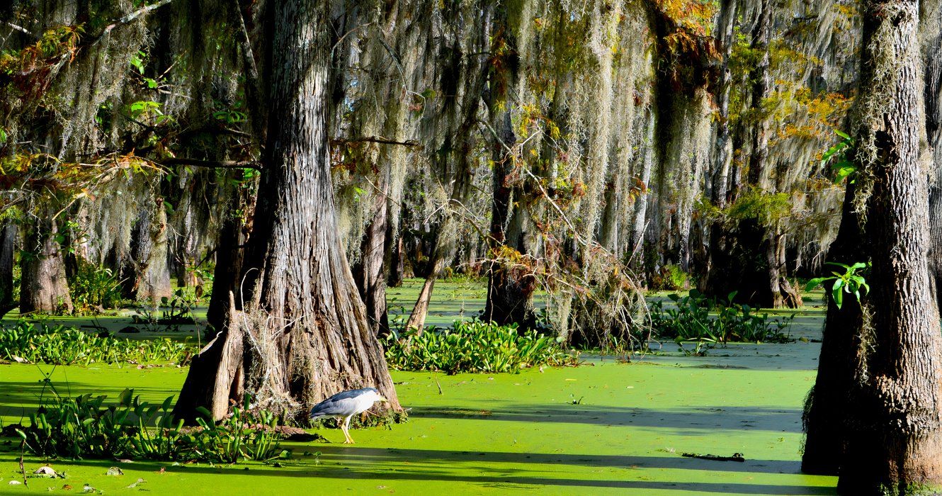 This Swamp Is The Most Haunted Place In New Orleans