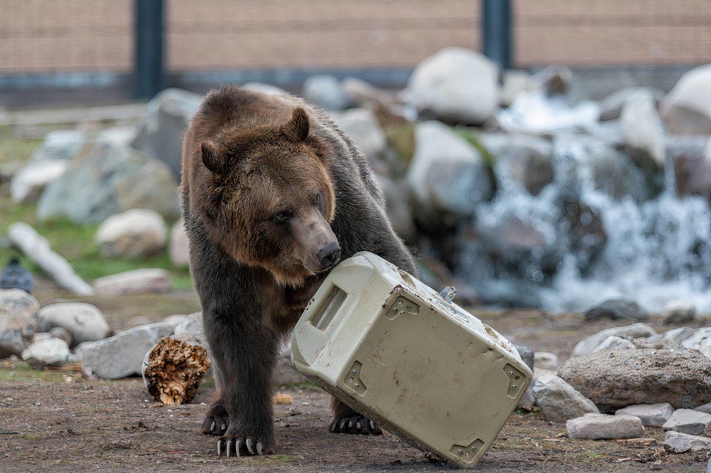8 Things NOT To Do When You Encounter A Bear On The Trail