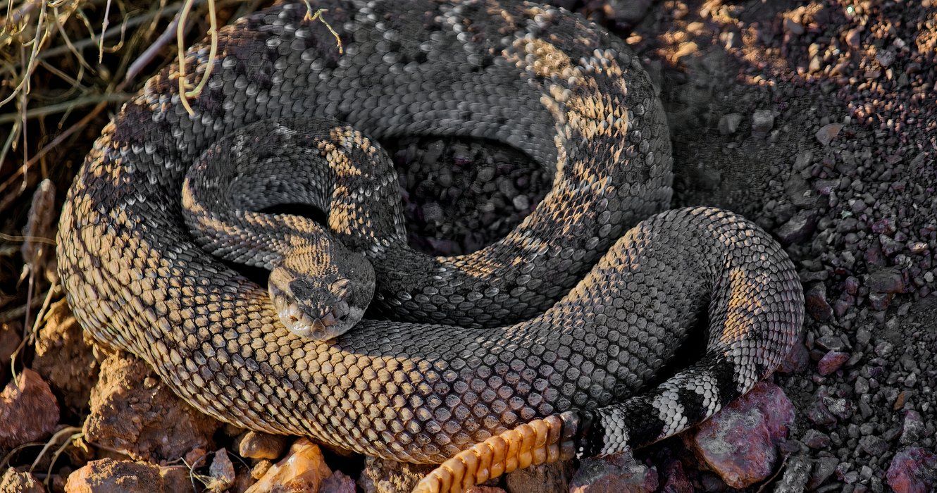 Forget Bears, This Animal Is The Bigger Threat On Colorado's Trails