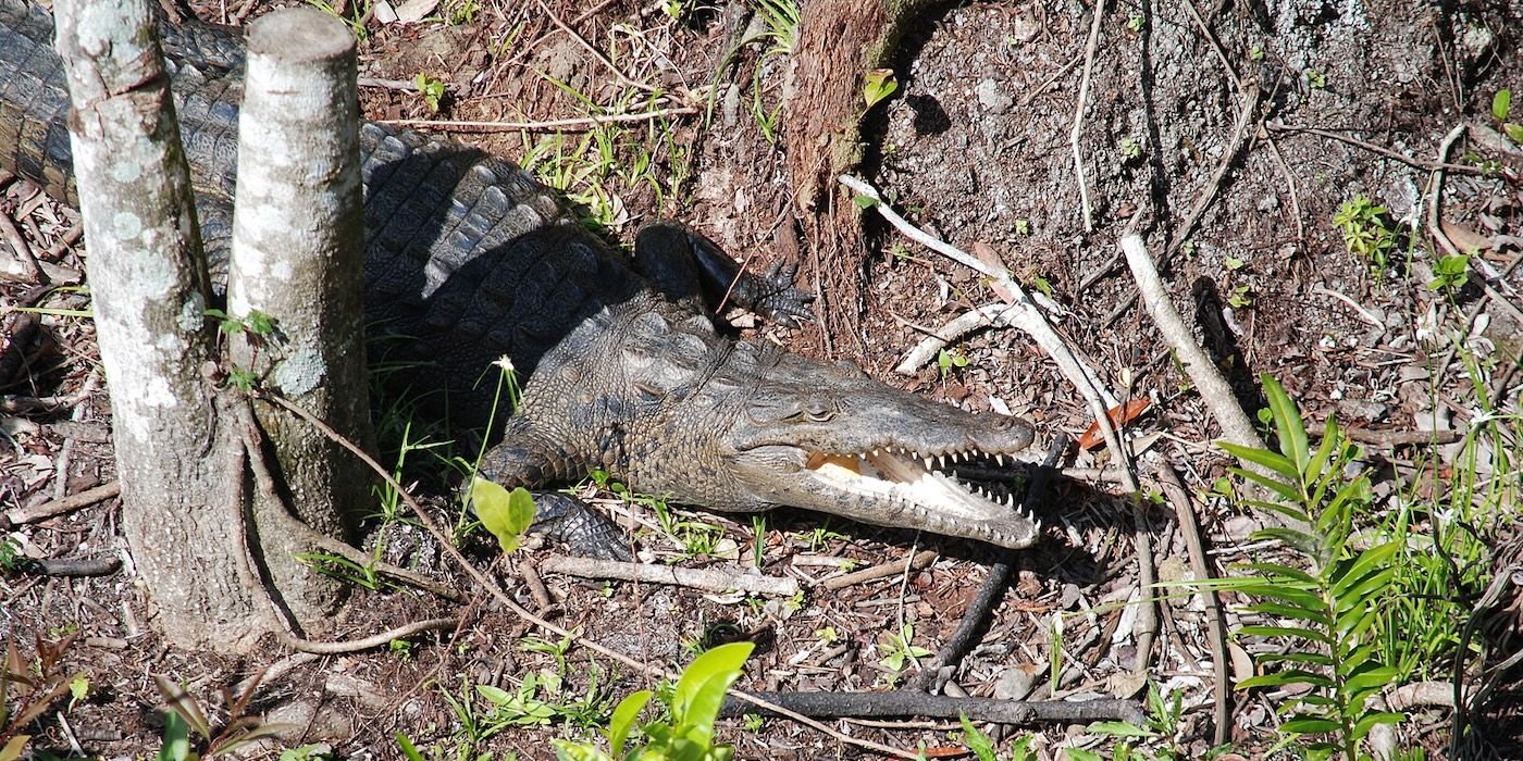 6 Surprising Places You Wouldn't Expect To Find Crocs (But Do)