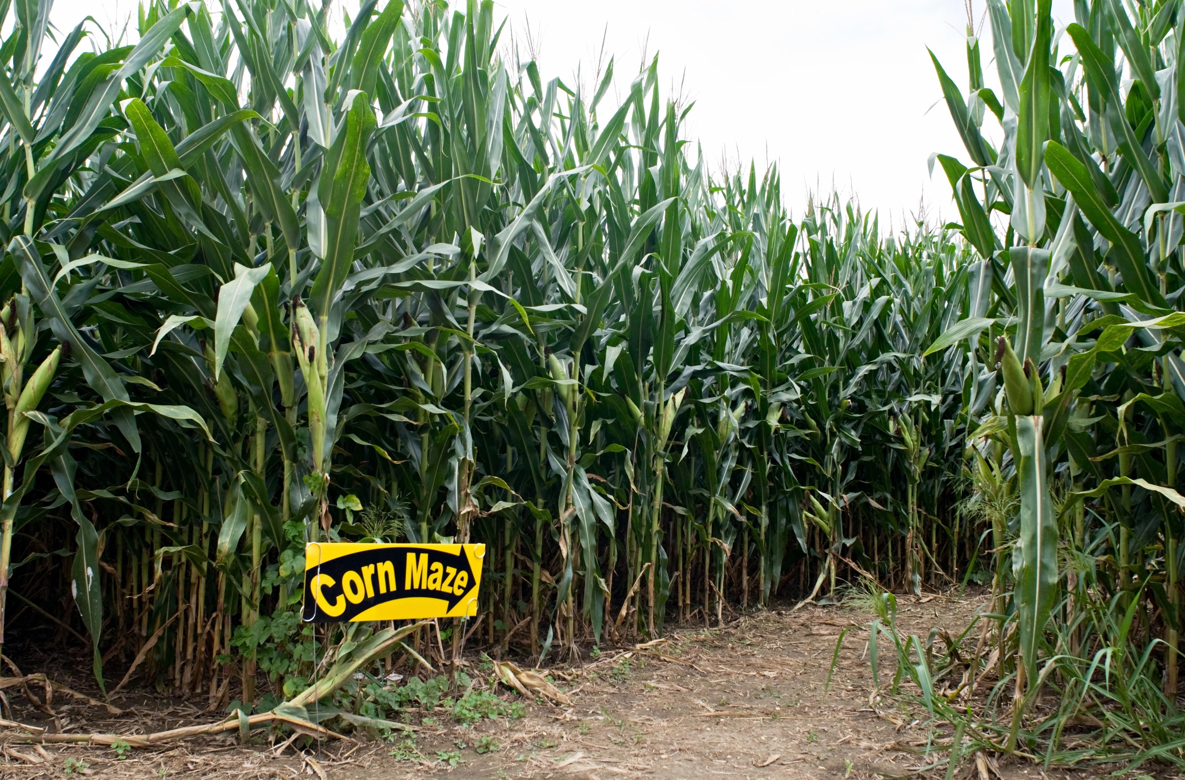 A Corn Maze In Michigan Turned Into A Nightmare After 3-Year-Old Boy ...