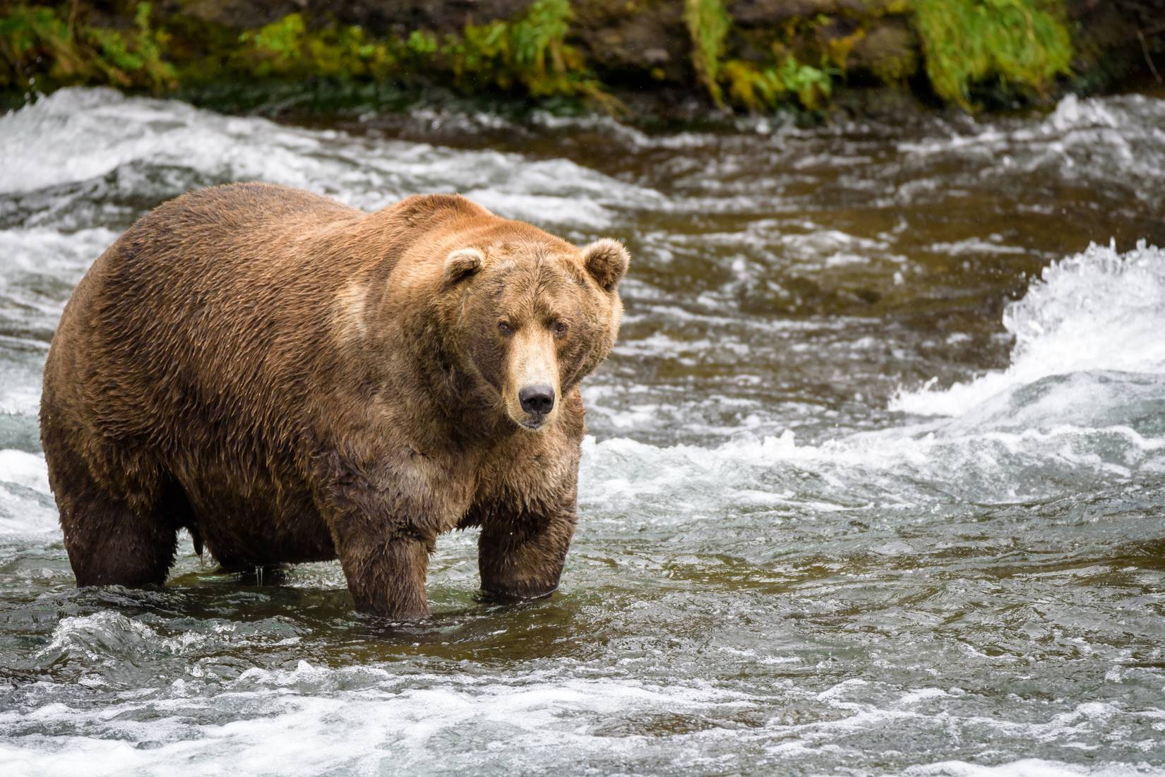 Watch Live: Now Is The Best Time To See Bears In Katmai National Park
