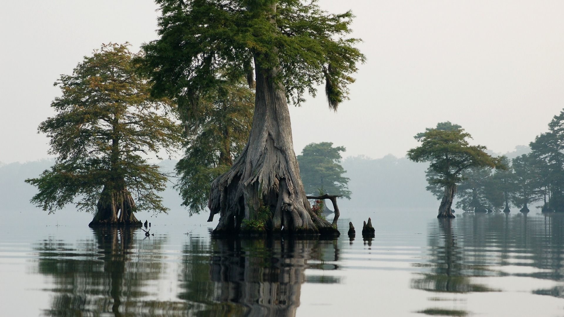 Don't Explore This Haunted Southern Swamp Alone