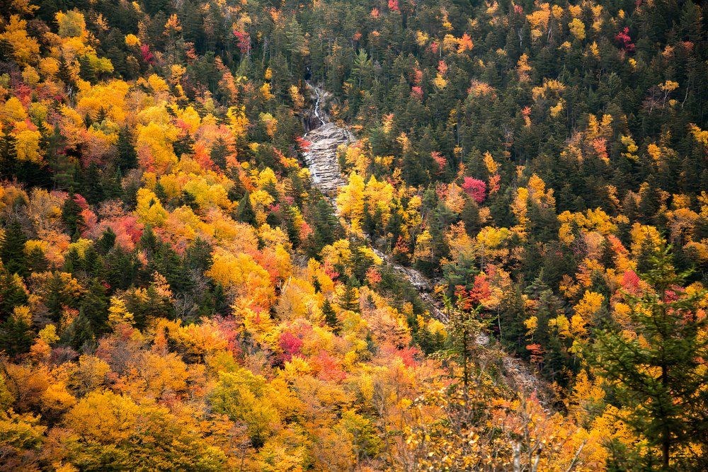Star Fall Color