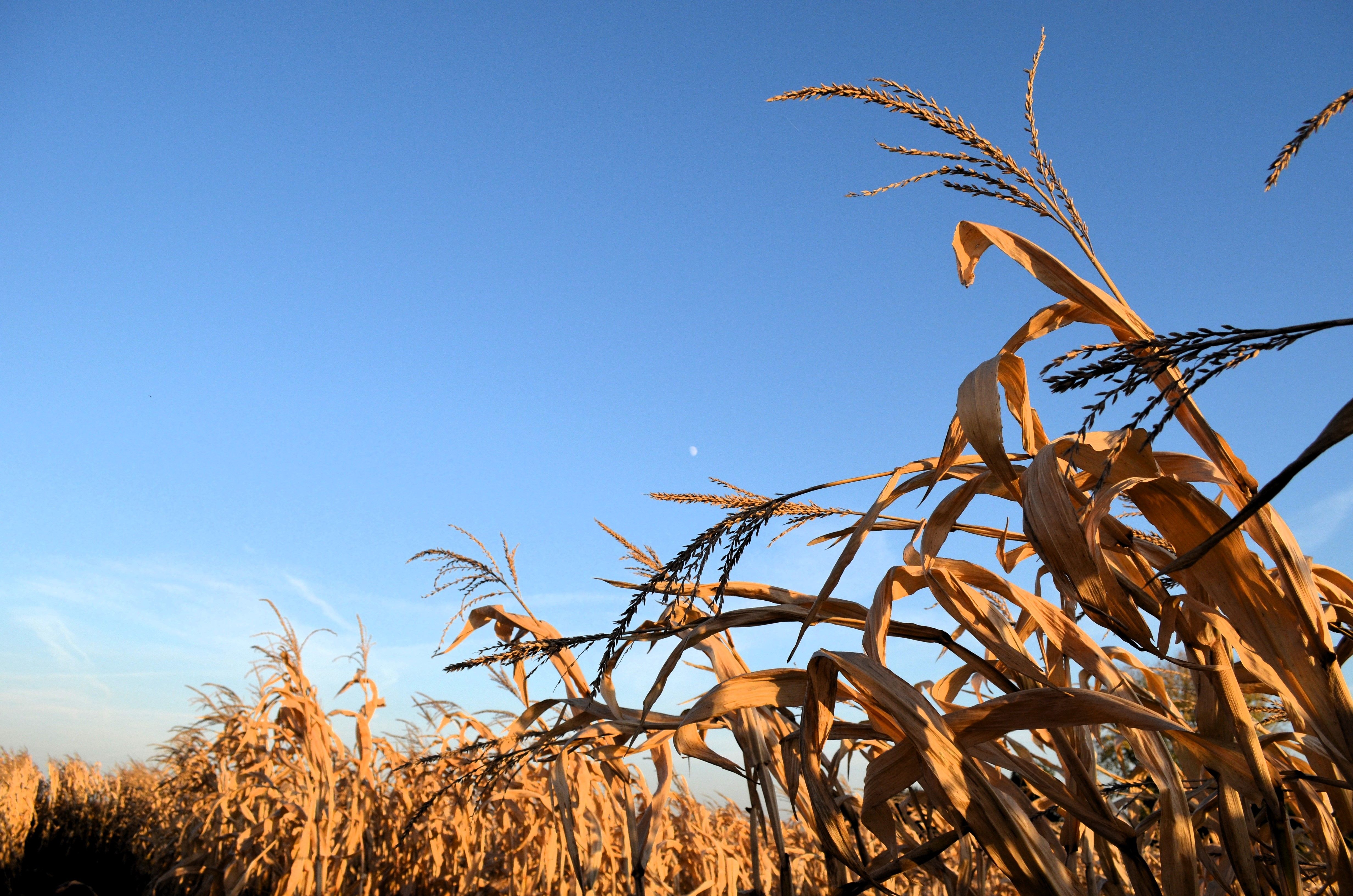 A Corn Maze In Michigan Turned Into A Nightmare After 3-Year-Old Boy ...
