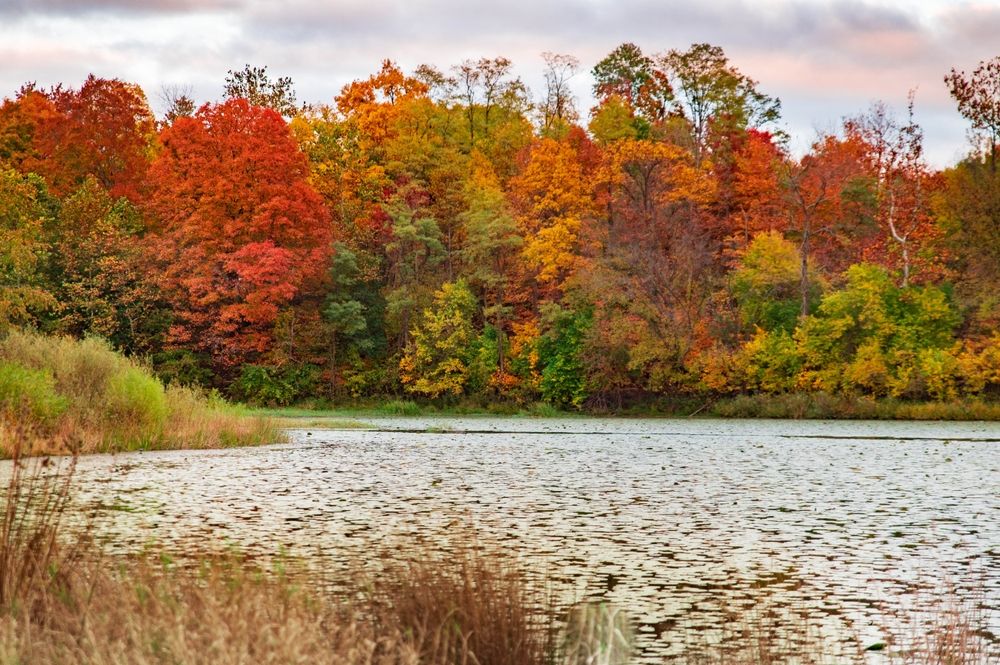 Best Trees For Fall Foliage Color In The Midwest