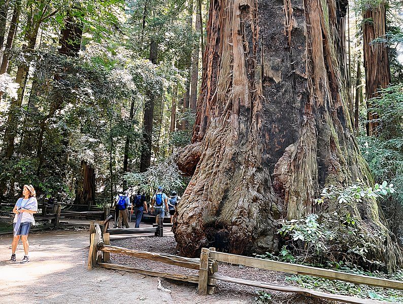Kern County Redwoods Tree Still Smoldering From 2020 Sequoia National