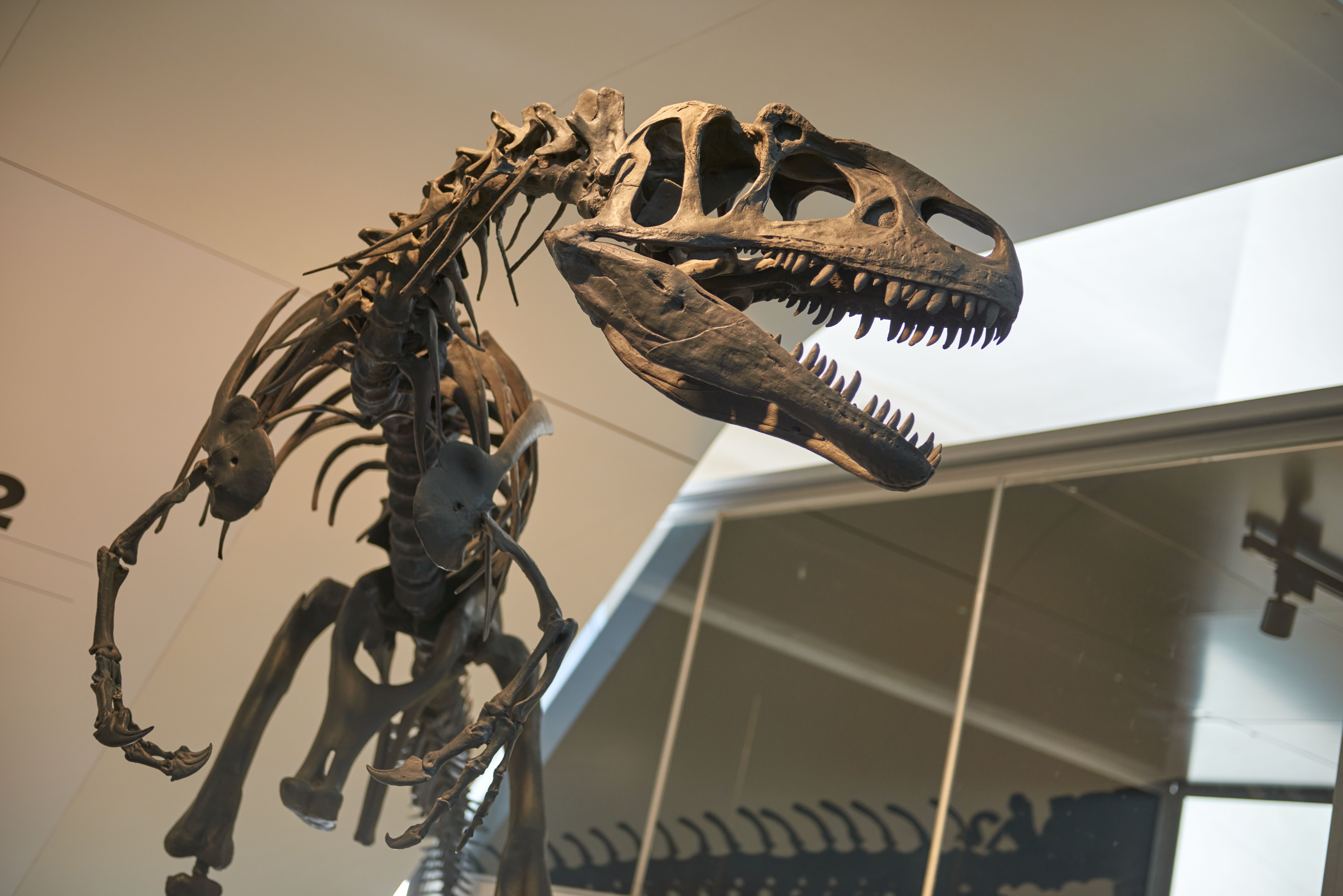 10 Myths About Dinosaurs You Need To Stop Believing