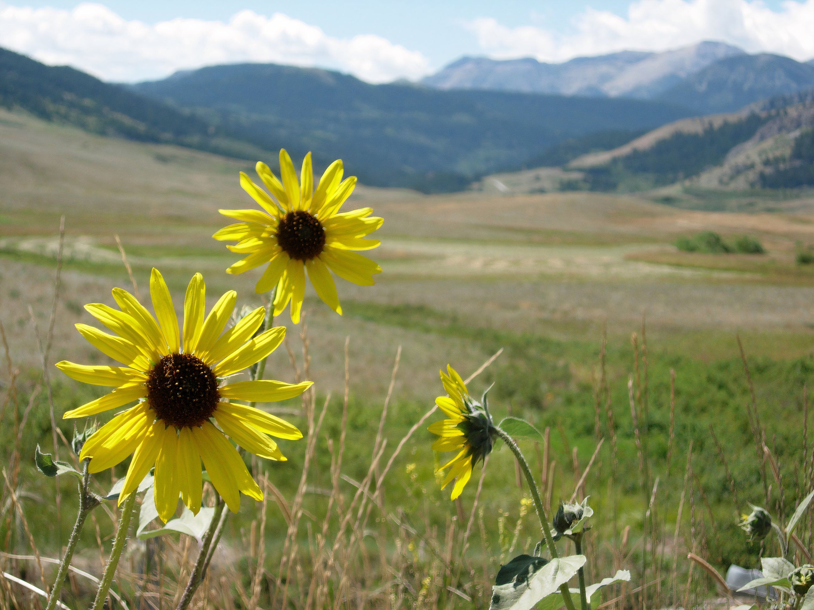 Did You Know These 10 Foods Were Native To North America?