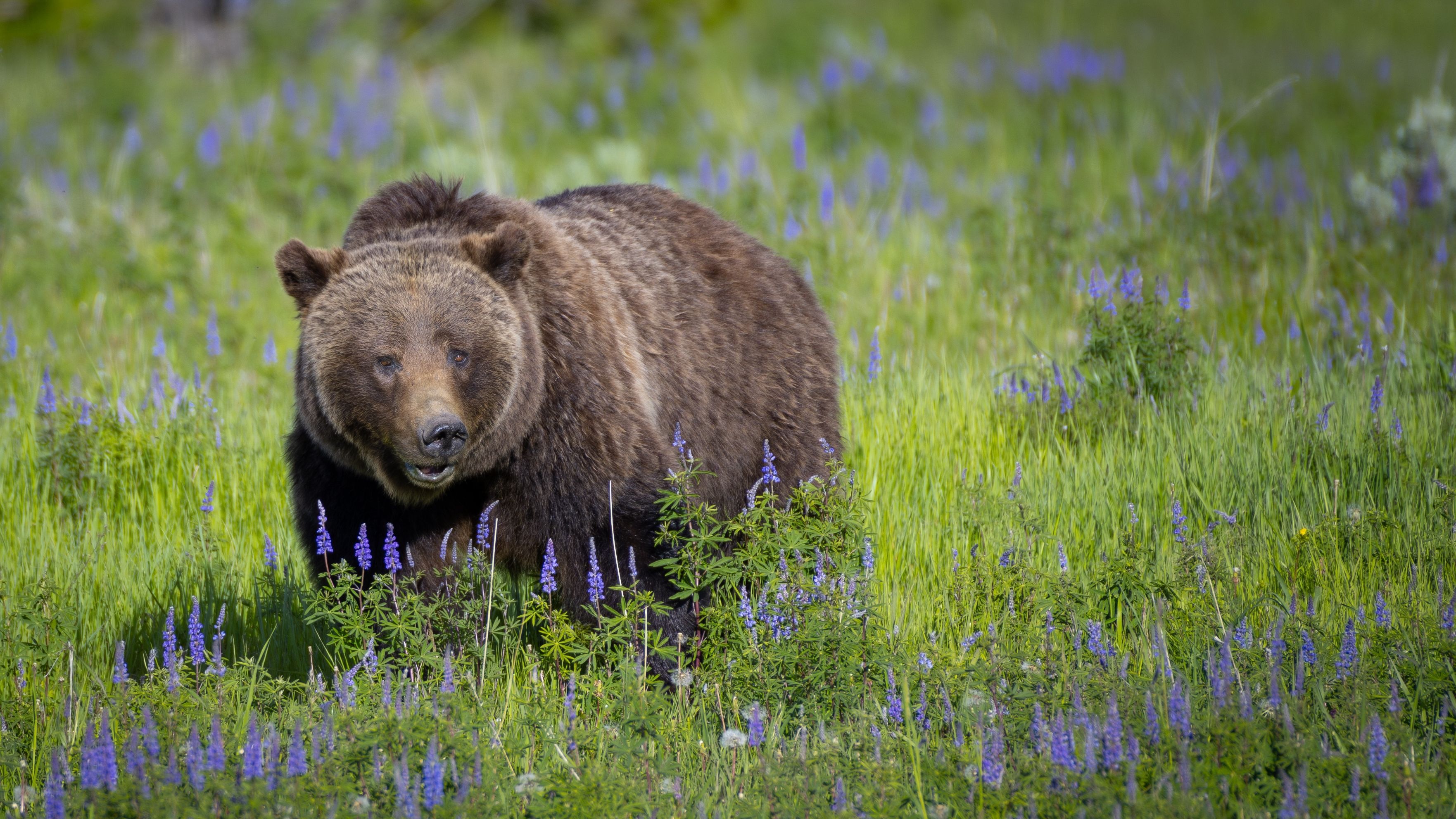 The Real Reason Grand Teton National Park Is Purposely Catching Black ...