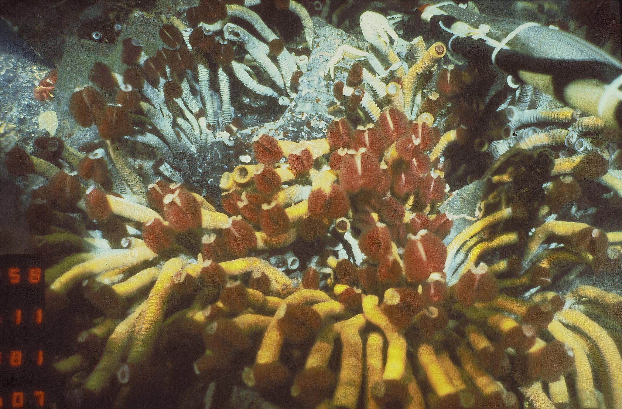 Major Discovery Shows Life Thriving In Earth's Crust Under The Seafloor