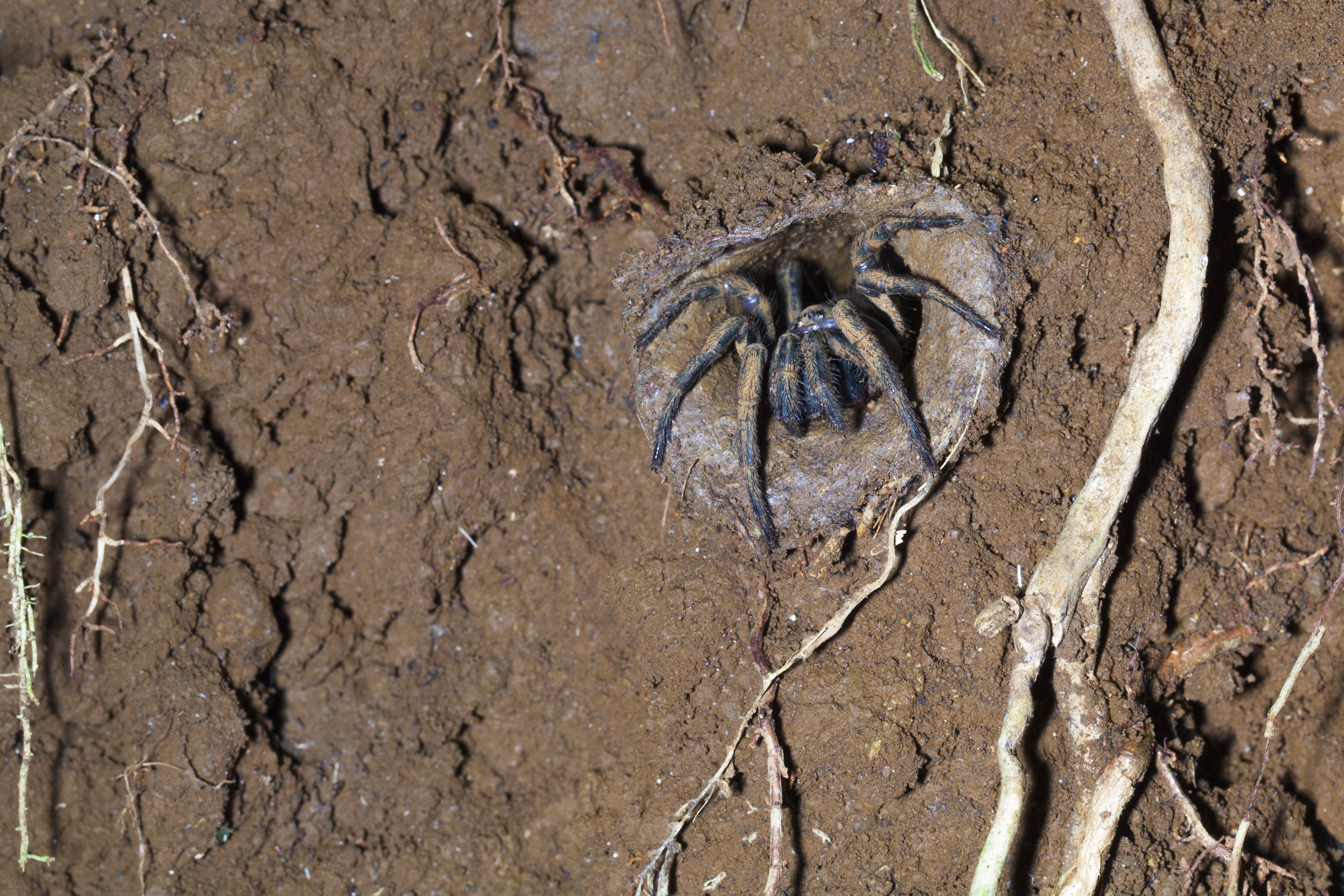 Wolf Spiders Won't Hurt You (But Here's Where They Live)