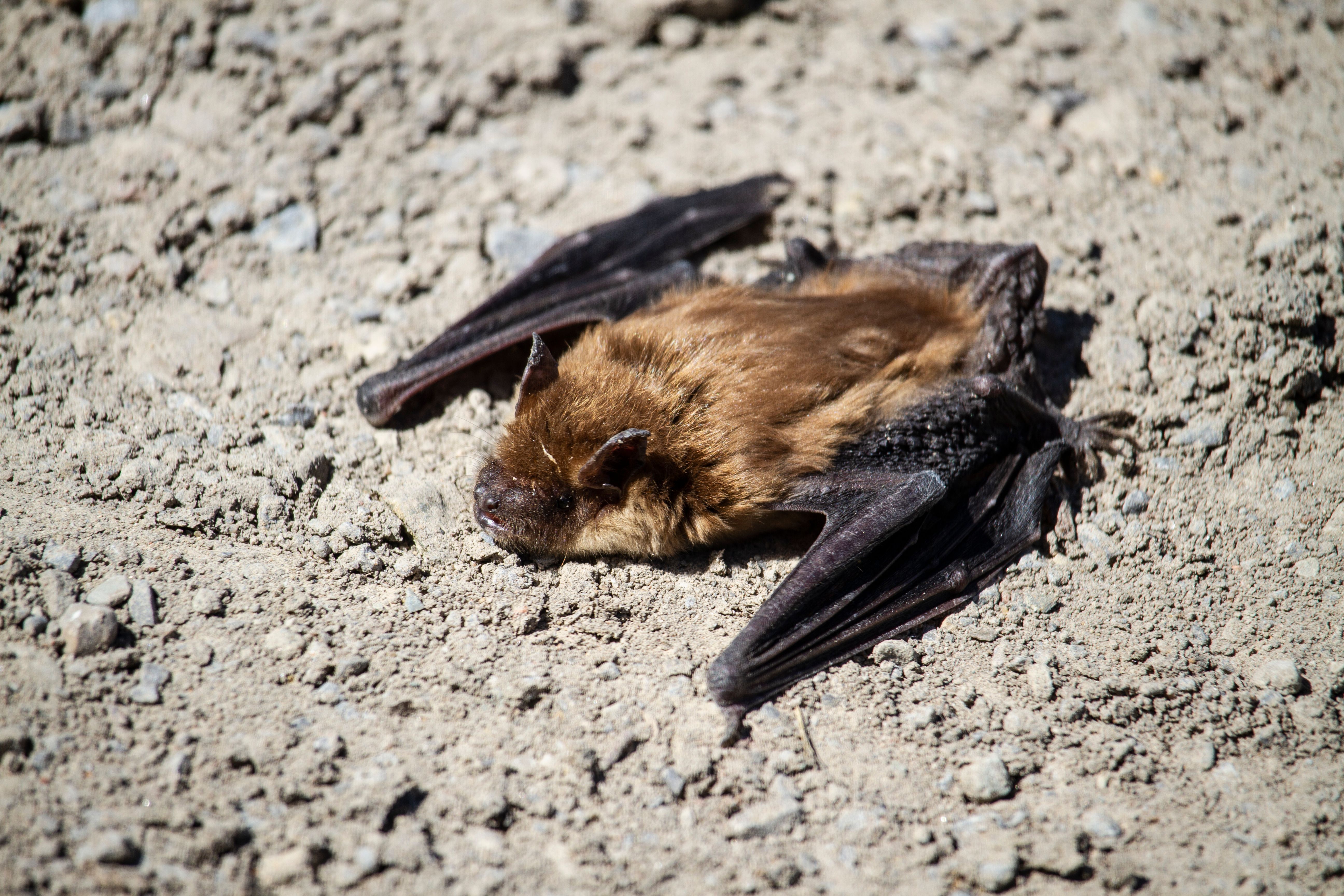 Child Dies Of Rabies In Ontario After Bat Found In Bedroom