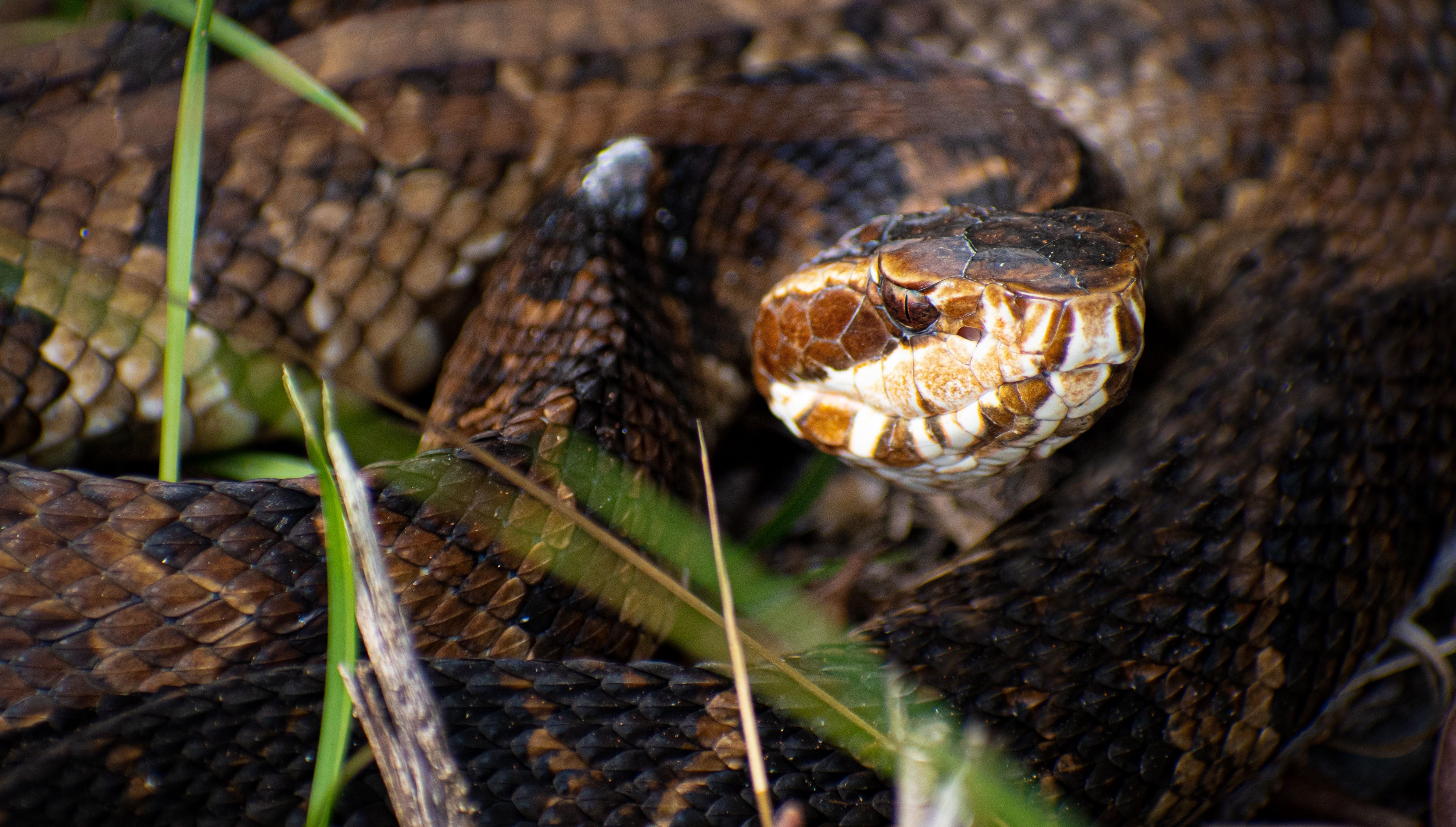 8 Animals You Can't Own In America