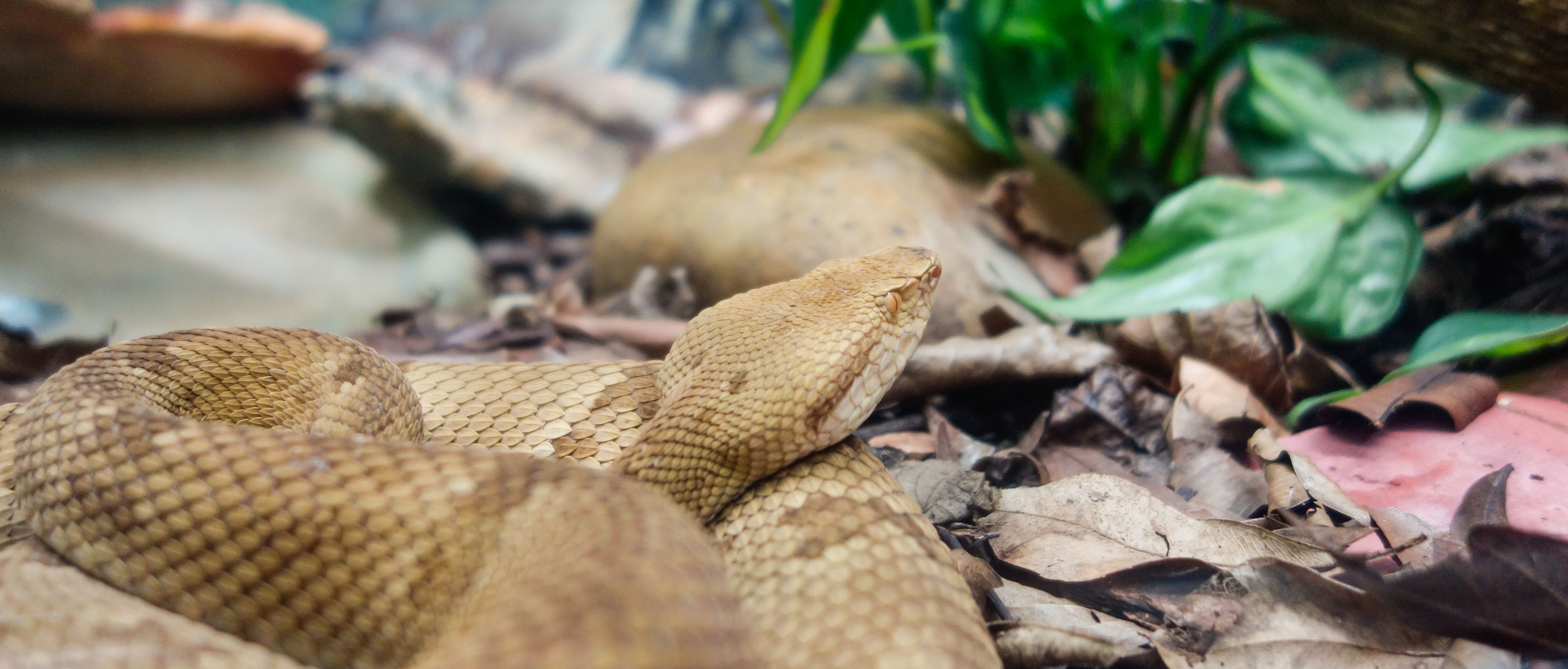 8 Places Around The World With The Most Venomous Snake Infestations
