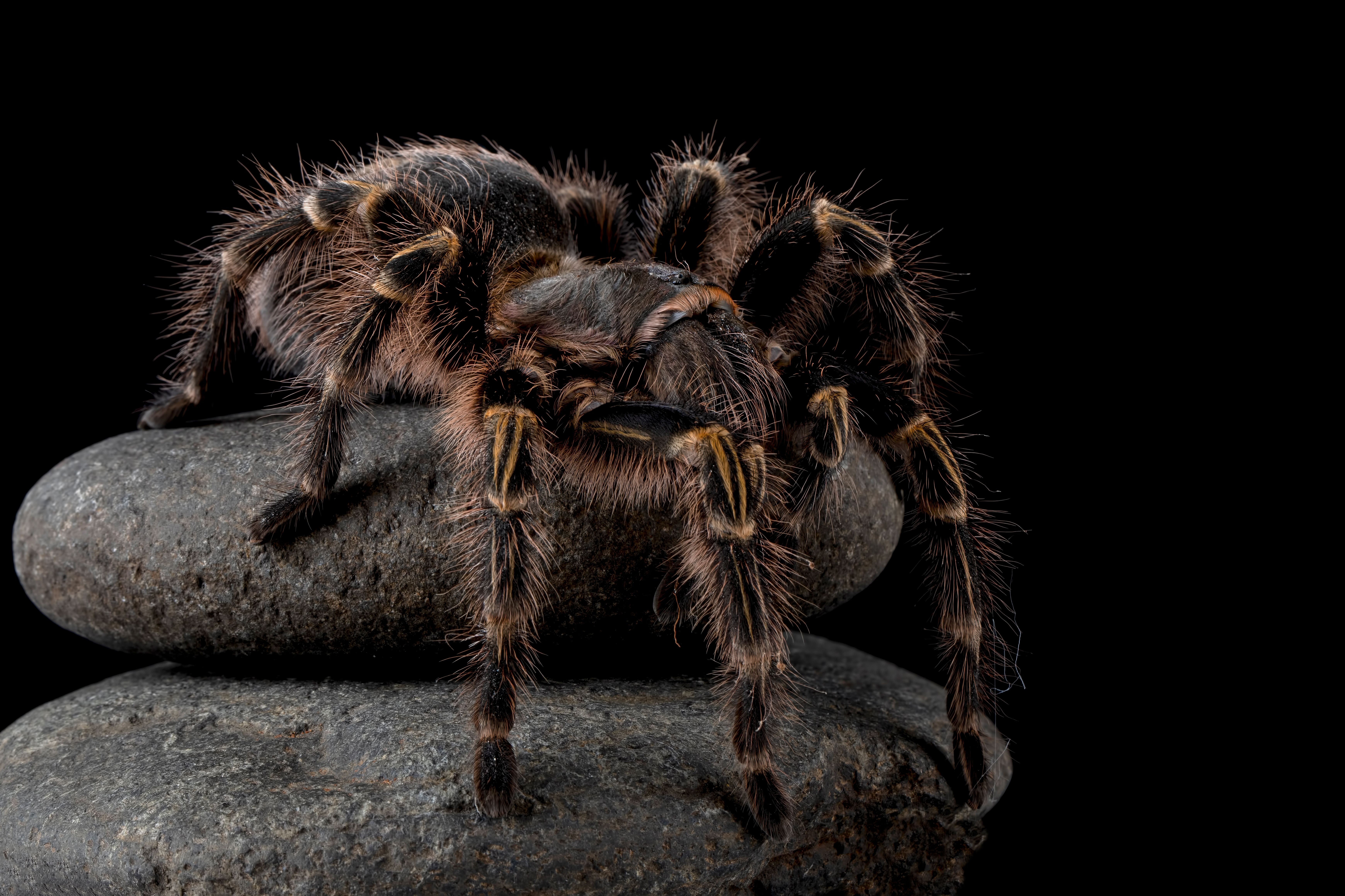 These Are The 7 Biggest Spiders In The World