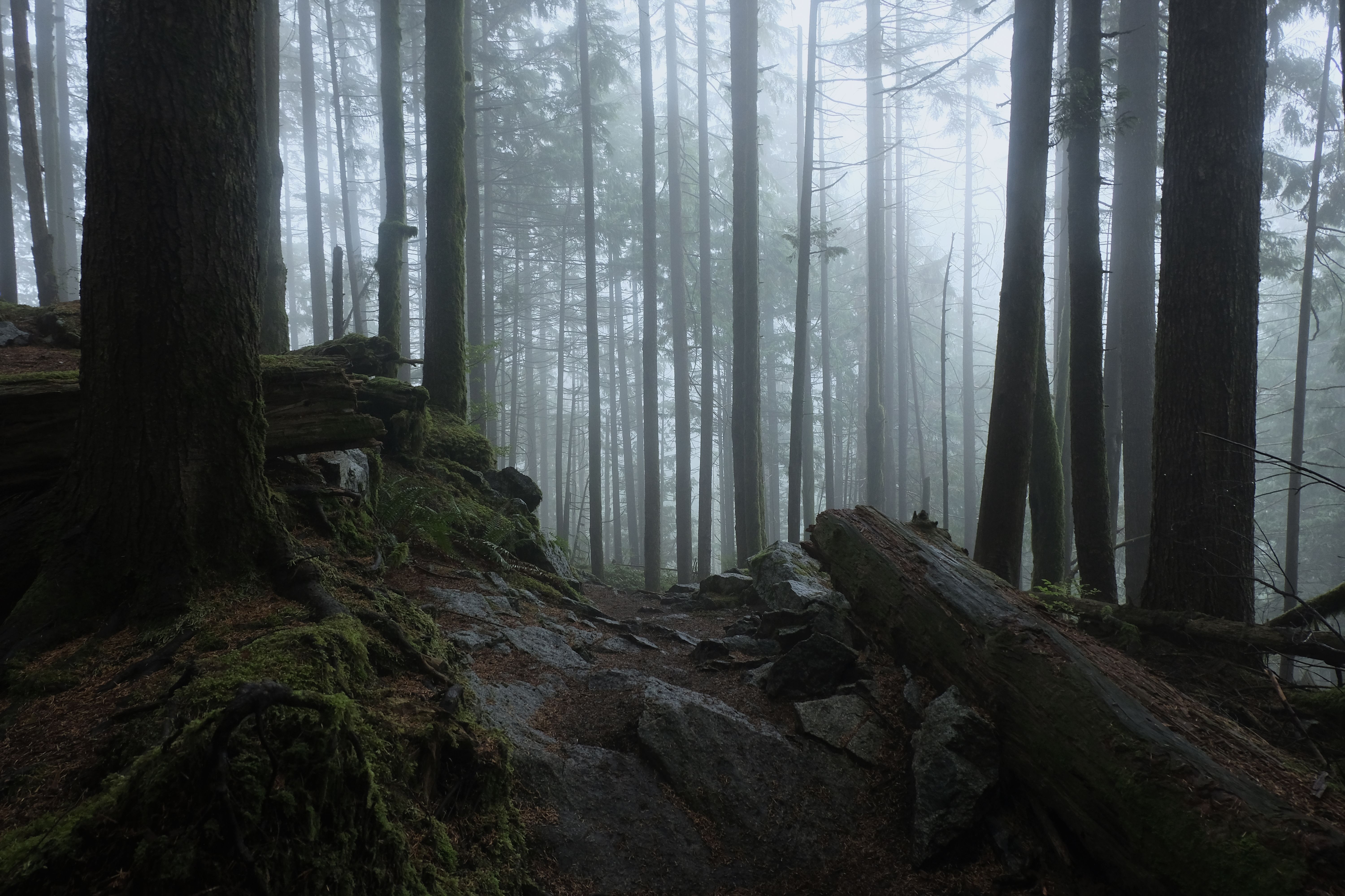 This North American Cryptid Is Even More Terrifying Than Bigfoot