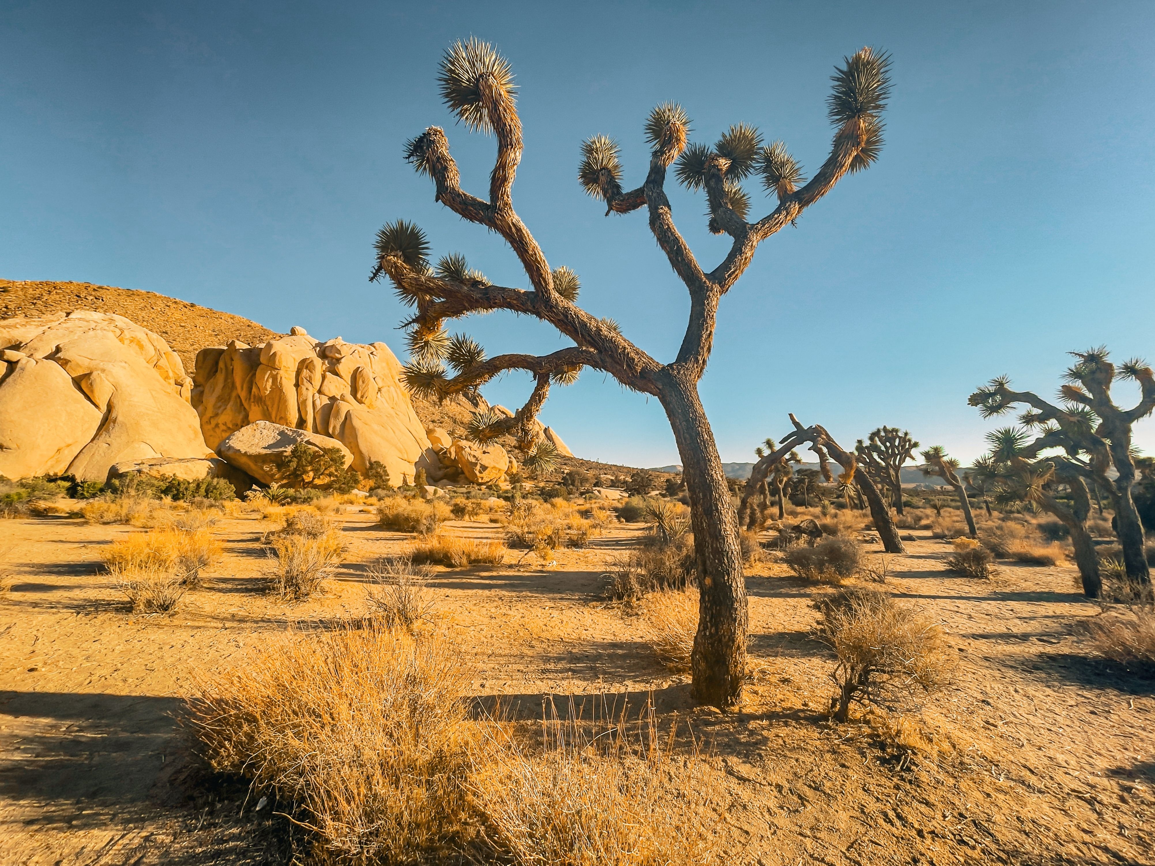 Desert Parks California
