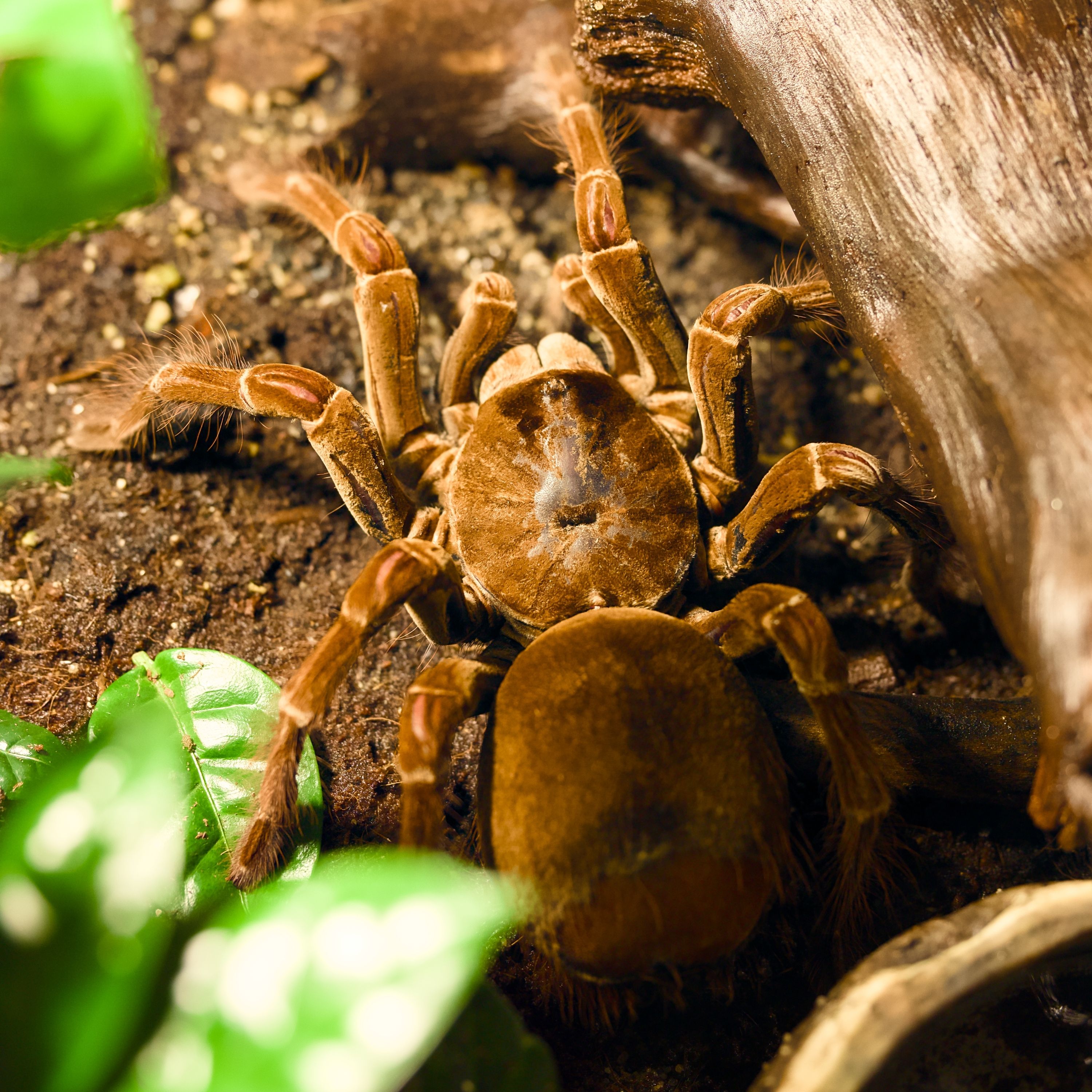 Goliath Bird Eating Spider Eating A Snake