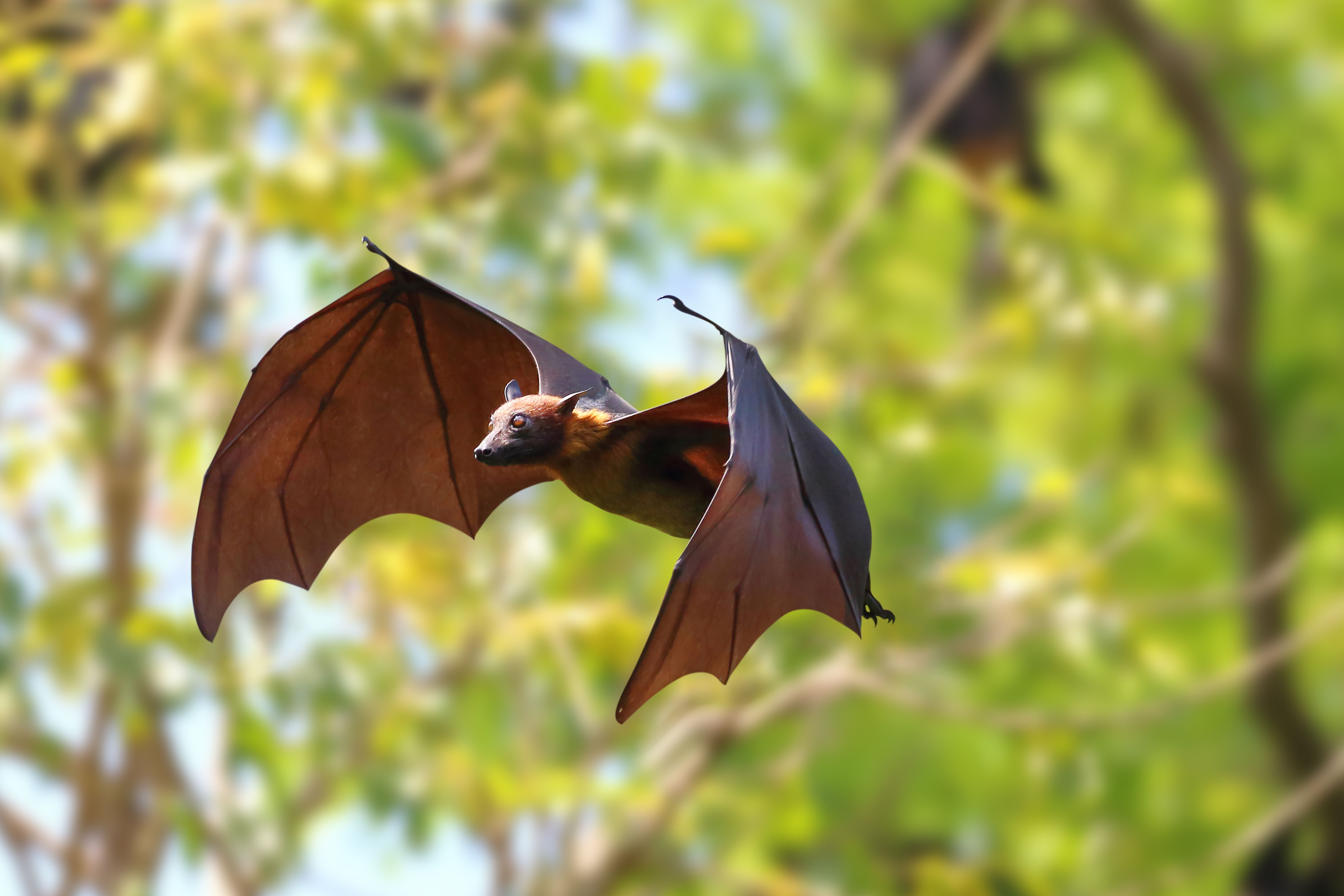 Child Dies Of Rabies In Ontario After Bat Found In Bedroom