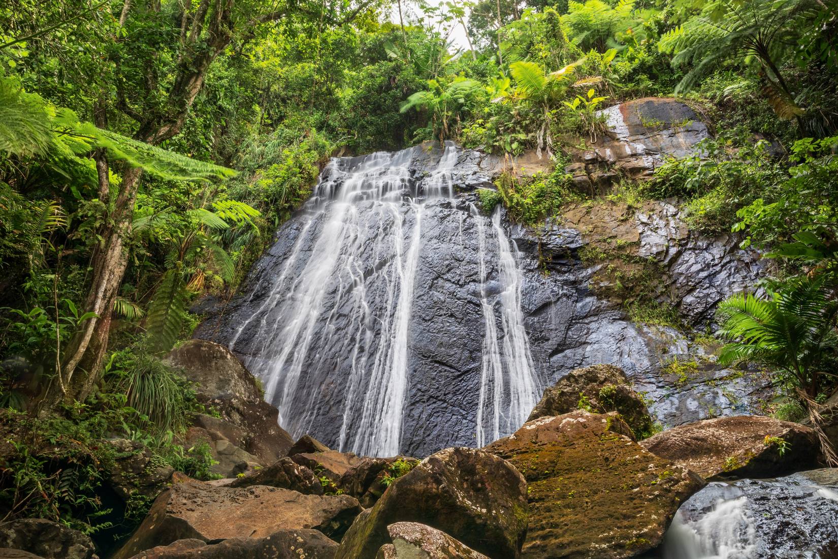 This Is The Only Tropical Rainforest In The US