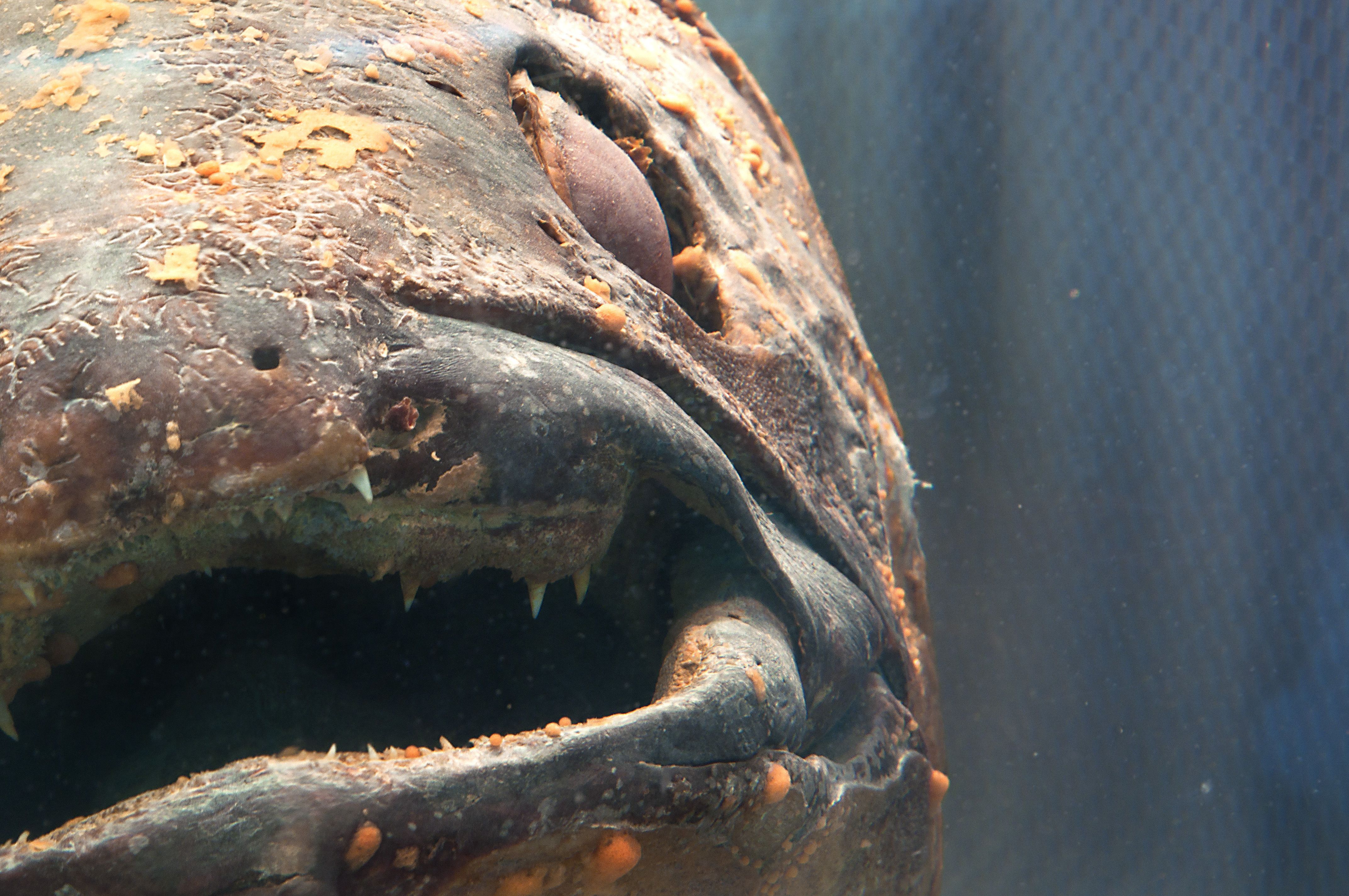 This Creature Was Presumed Extinct 66 Million Years Ago But Was ...