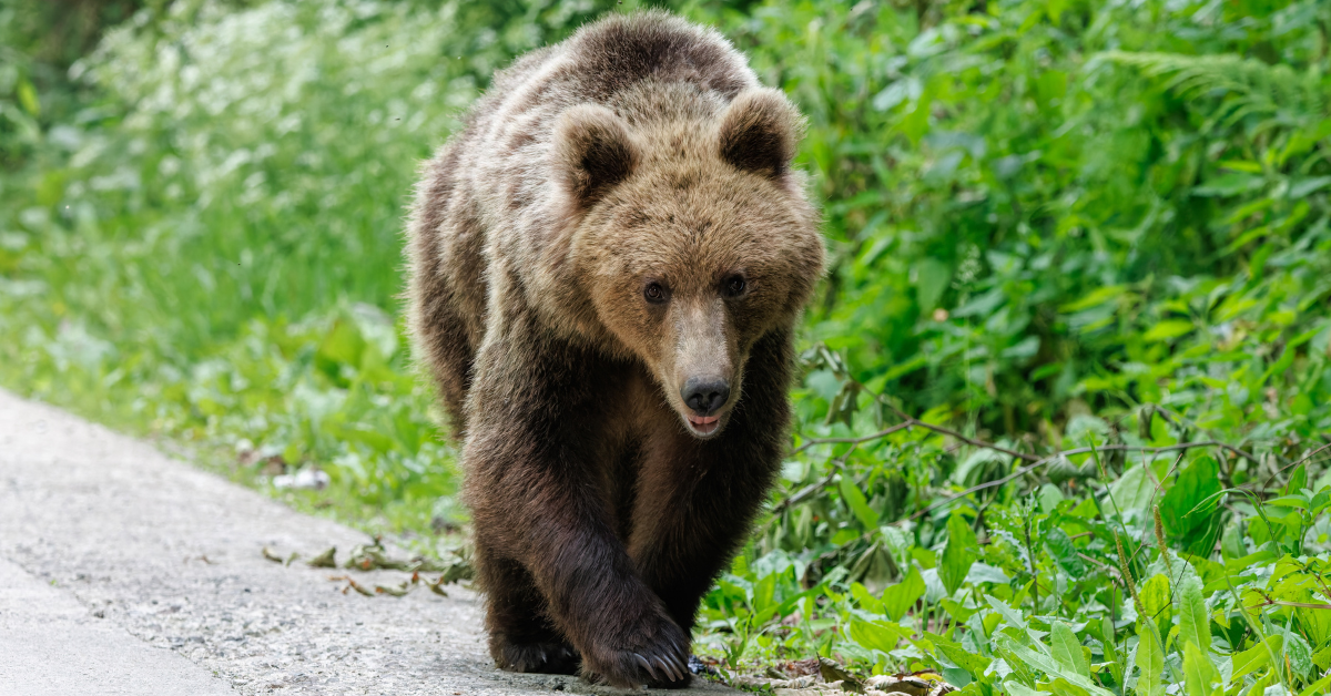 Brown Bear Dangerously Turns On Rescue Worker After Getting Its Life ...