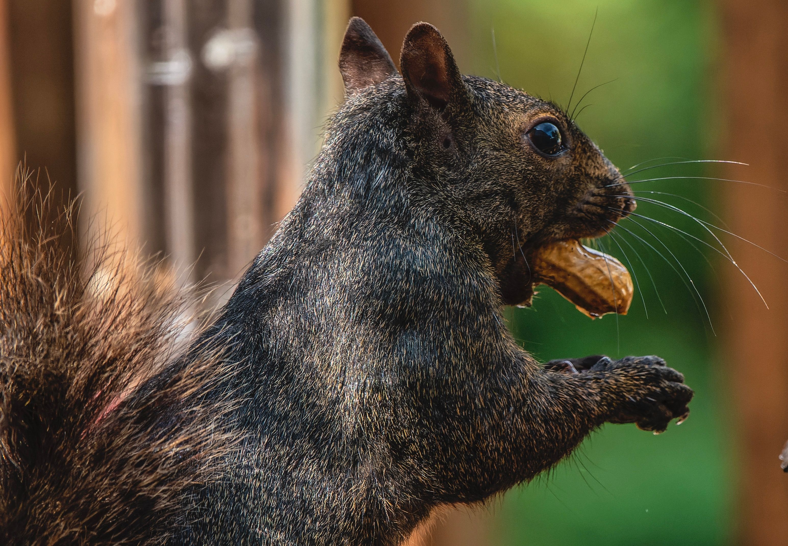 Peanut the Squirrel's Tragic Fate Was Sealed by New York State ...