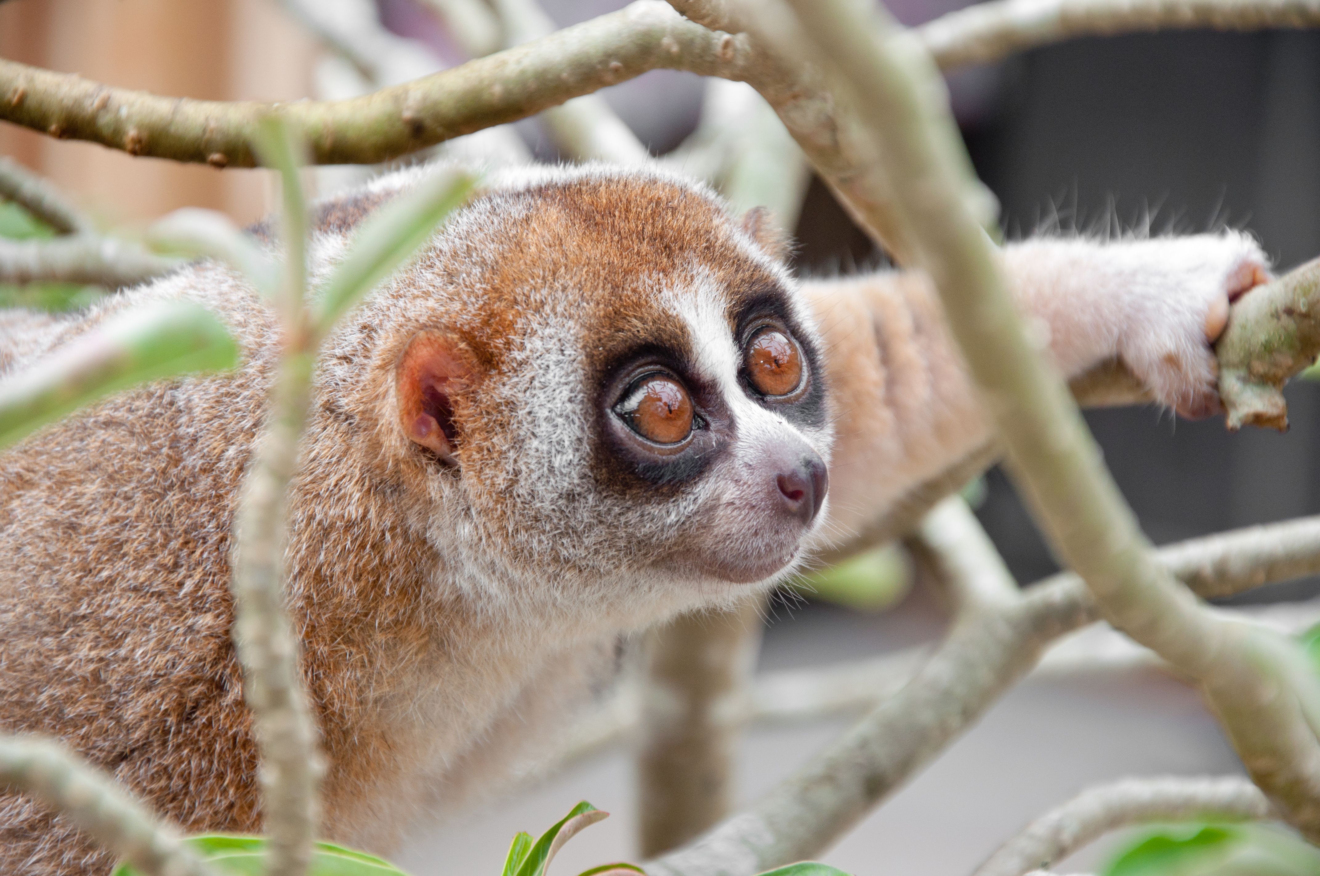 10 Animals You Wouldn't Think Are Poisonous (But Are)