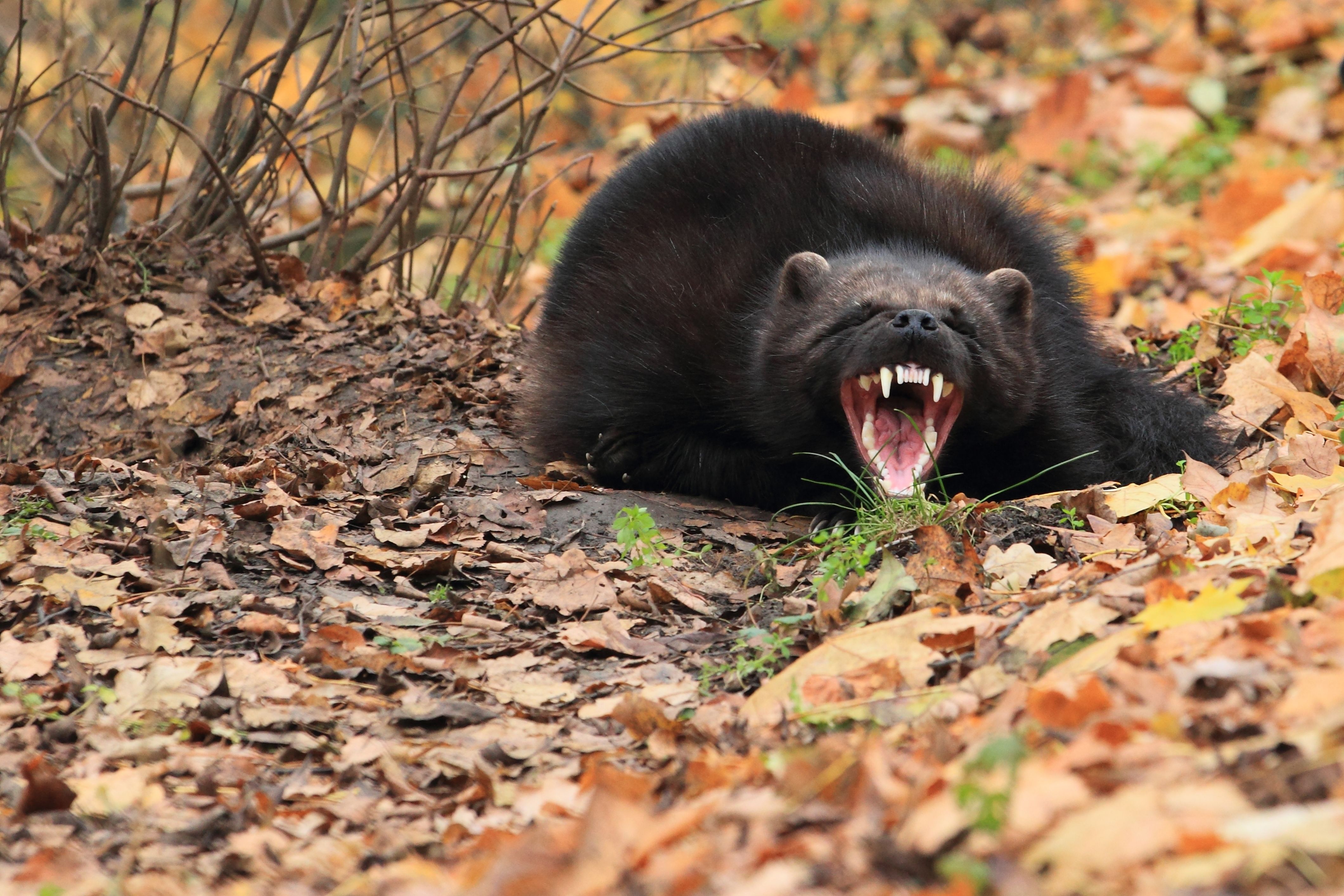 Mysterious Animal Filmed Near Yellowstone Could Be One Of The Area's ...