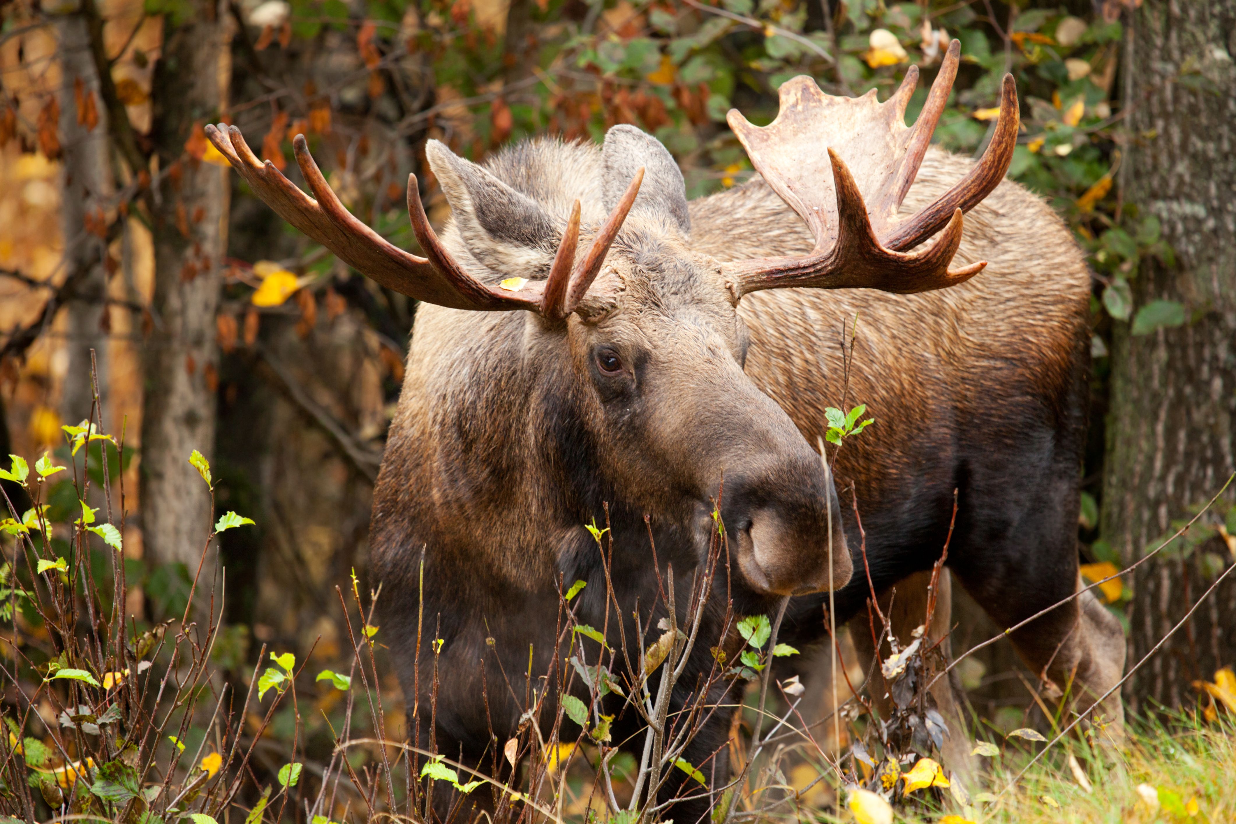 7 National Parks Where You Might Run Into A Wild Moose
